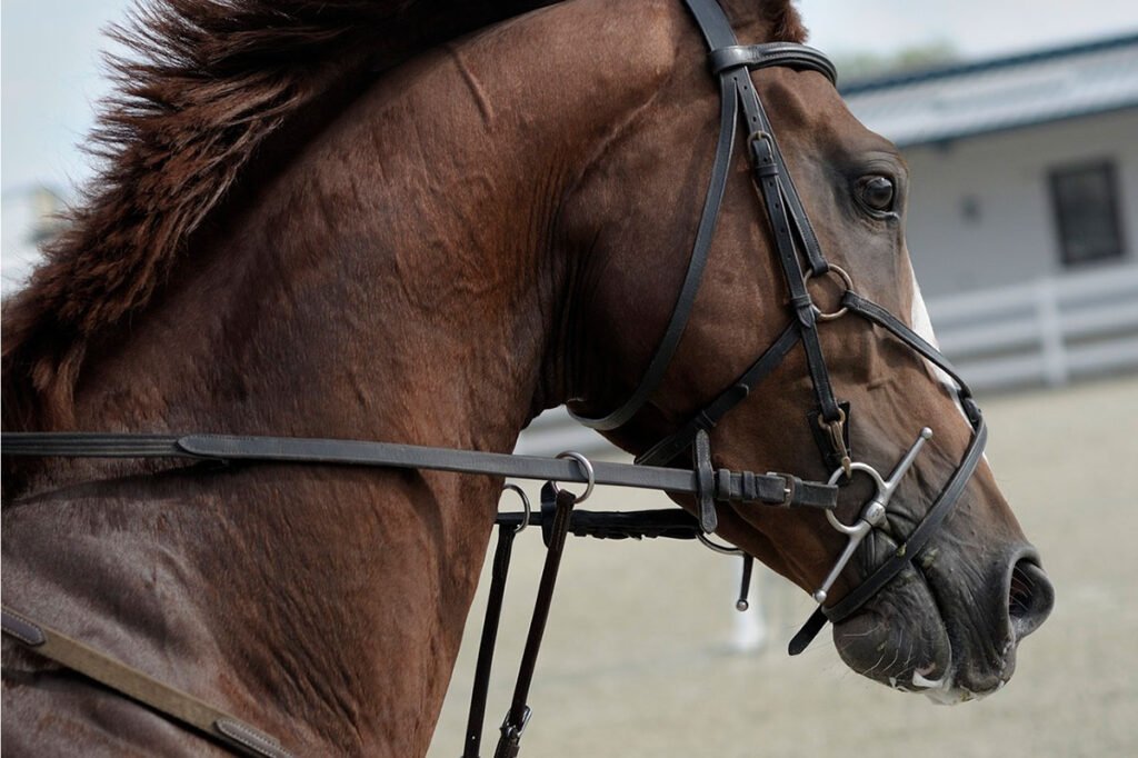 La edad ideal para domar un caballo y cómo hacerlo - Hípica La Calderona