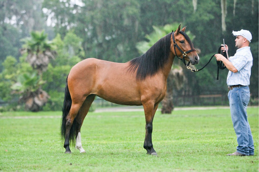 Cómo leer el lenguaje corporal de tu caballo - Hípica La Calderona
